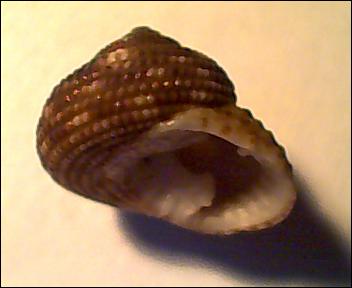 Clanculus corallinus , Natura Mediterraneo | Forum Naturalistico